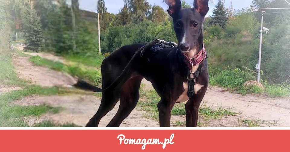 Zrzutka na OFIARA Ludzkiej GŁUPOTY - Anna Książek | Pomagam.pl