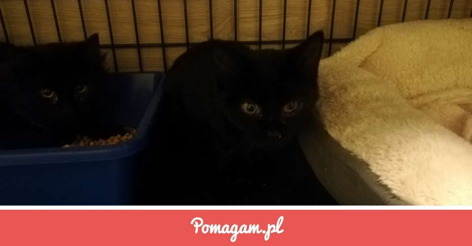 Zrzutka na 2 Dni Ogrzewania Kociarni E19 - Jacek Barczak | Pomagam.pl