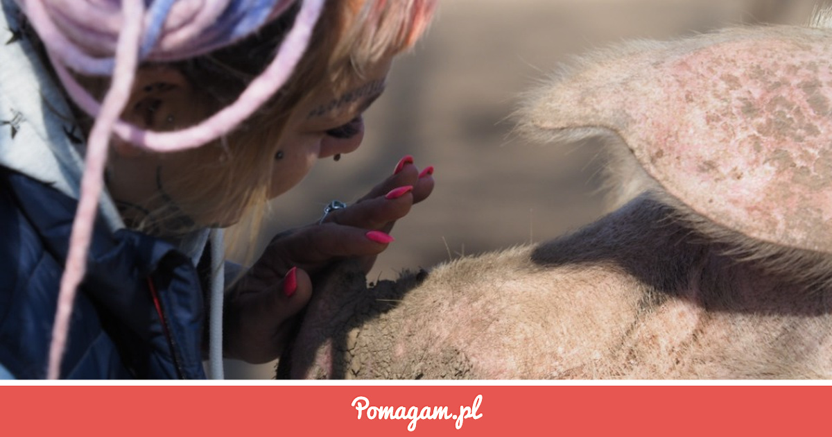 Zrzutka na Wiosenna Pomoc dla Świnek - FUNDACJA PROSIACZKA EUGENIUSZA GIENIUTKOWO | Pomagam.pl