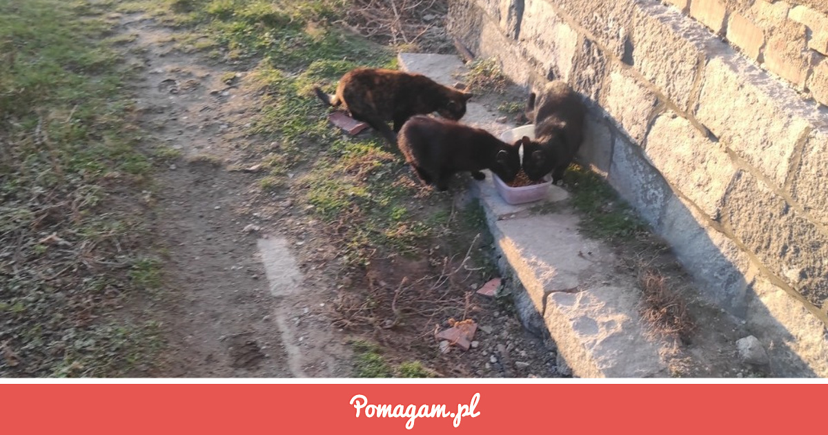 Zrzutka na Kociaki Kwiecień 2023 - Chojnowskie Koty | Pomagam.pl