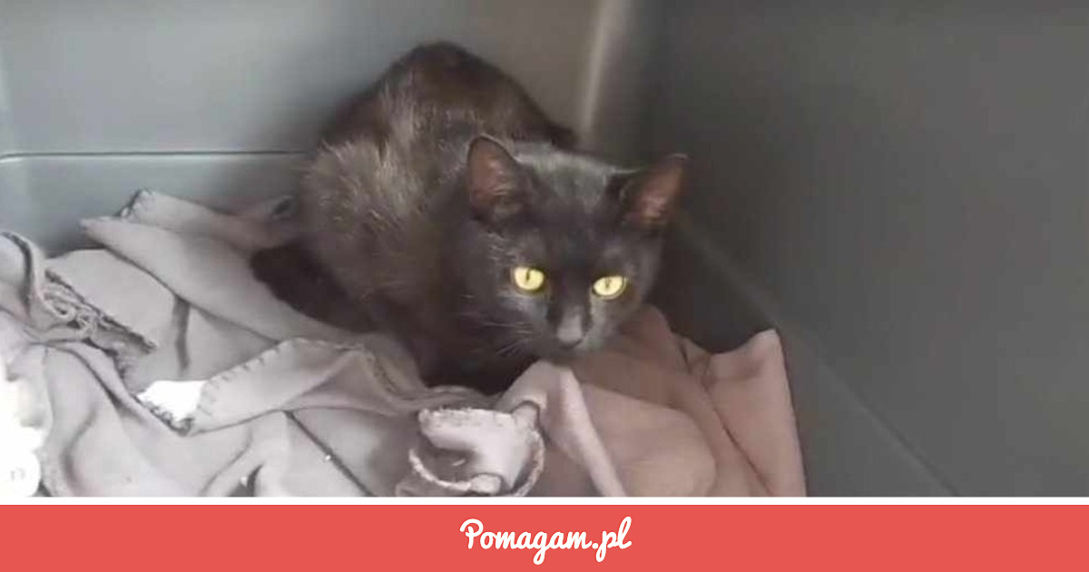 Zrzutka na Padaczka Zeusa - Bolesławieckie Koty | Pomagam.pl