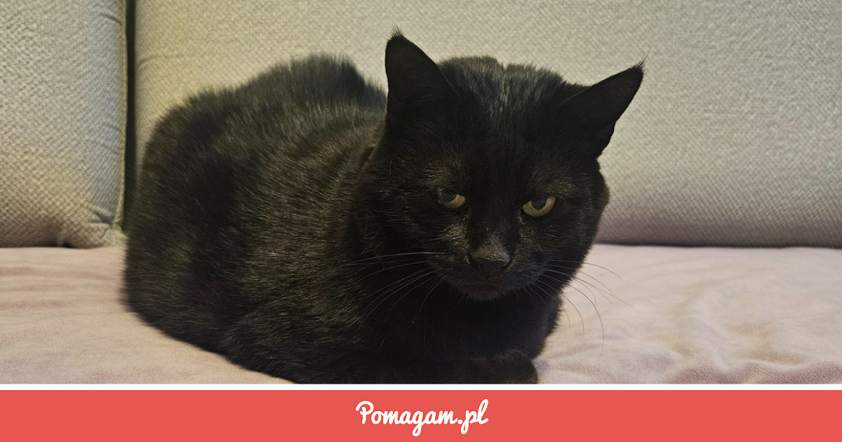 Zrzutka na Leczenie Stomatologicznie Buni! - Mo Nia | Pomagam.pl