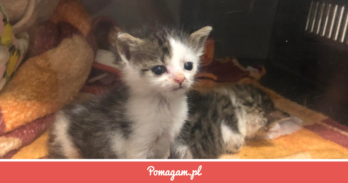 Zrzutka na Uratujmy Carla i Ellę - Grupa Pomocy Kotom MRAU | Pomagam.pl