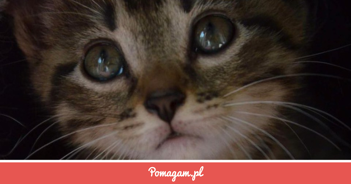 Zrzutka na Kocie Sprawy - I. Kozłowska | Pomagam.pl