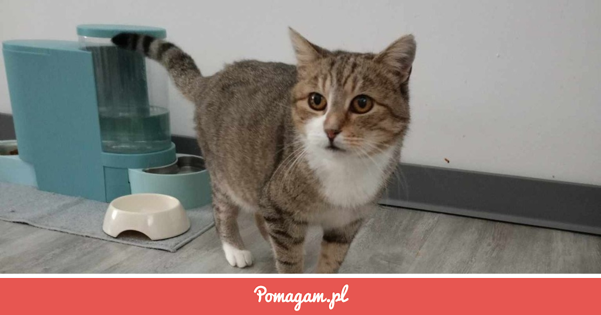 Zrzutka na Napełniamy Kocie Brzuchy - Wiktoria Czupryniak | Pomagam.pl