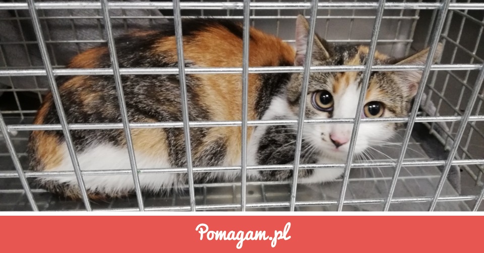 Zrzutka na Zuma Miała Zginąć pod Kołami Aut - Jacek Barczak | Pomagam.pl