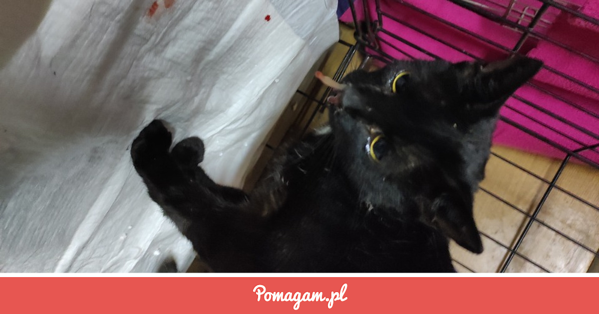 Zrzutka na Dzień Bezdomnych Zwierząt - Chojnowskie Koty | Pomagam.pl