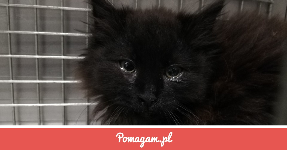 Zrzutka na Nie Dwa, a Pięć Kociąt - Jacek Barczak | Pomagam.pl