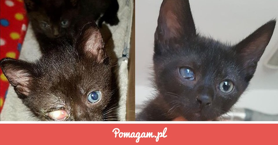 Zrzutka na Ratujmy Chore i Bezdomne Koty - Anna Szwarc | Pomagam.pl