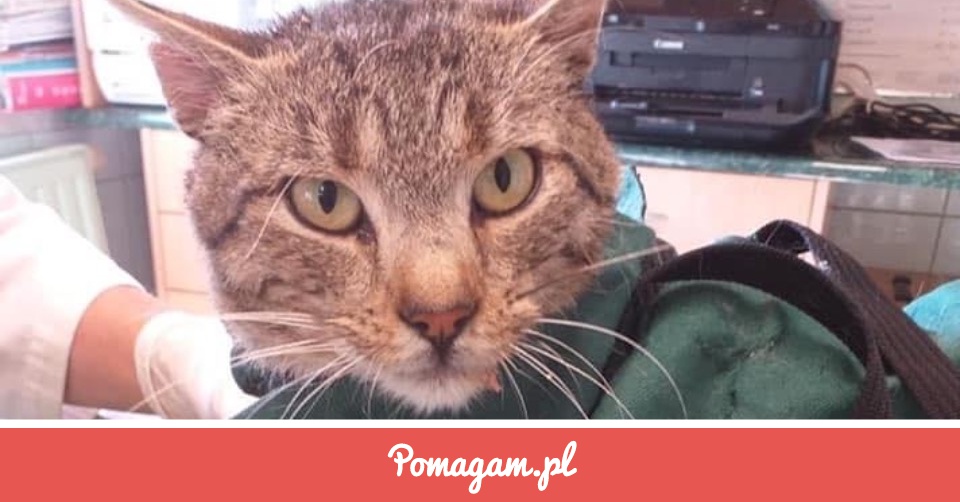 Zrzutka na Bazarek - Koty Sieroty - Marta Marcinkowska | Pomagam.pl