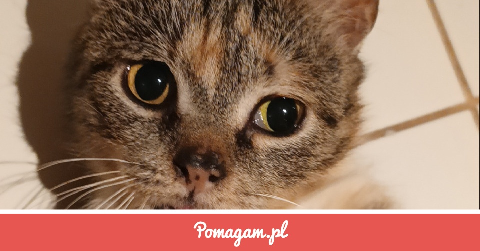 Zrzutka na Kocie staruszki was potrzebują - FUNDACJA MISJA KOTY I INNE ISTOTY | Pomagam.pl