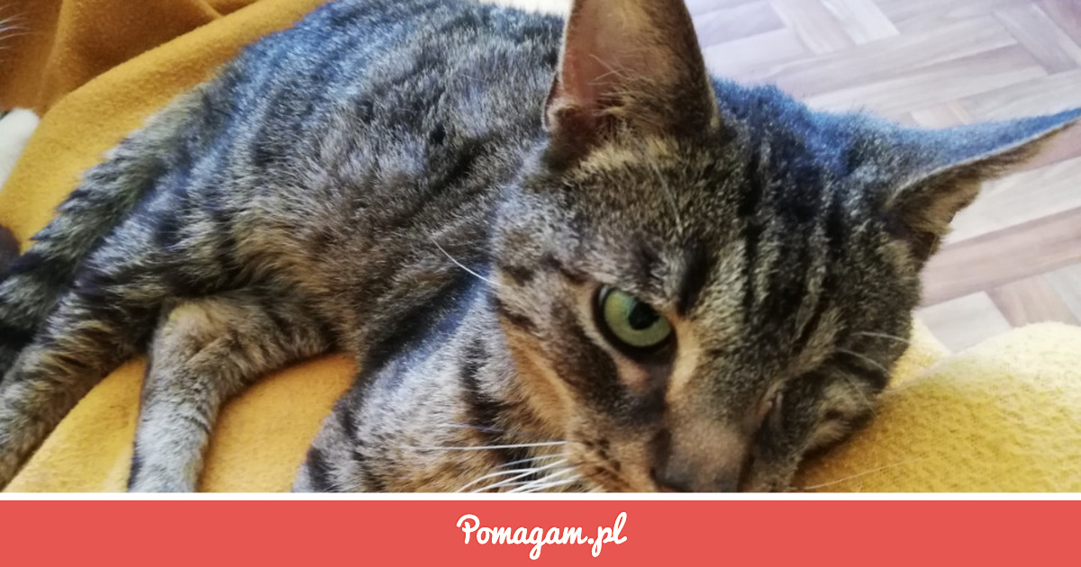 Zrzutka na Borys oraz Teoś i Ich Prośba - Jacek Barczak | Pomagam.pl