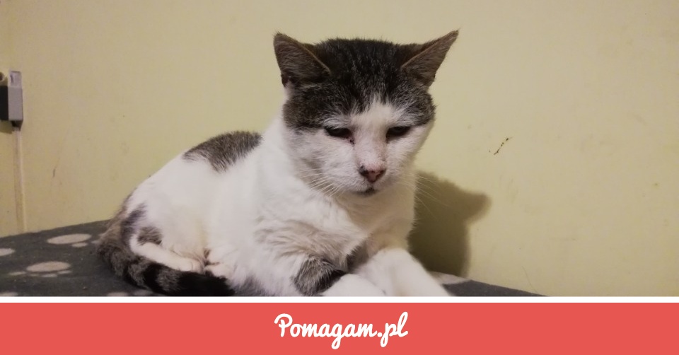 Zrzutka na Koty Rządzą, ale i Chcą Jeść - Jacek Barczak | Pomagam.pl