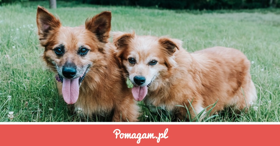 Zrzutka na Jacek i Agatka w Potrzebie.. - STOWARZYSZENIE OCHOTNICZE ...