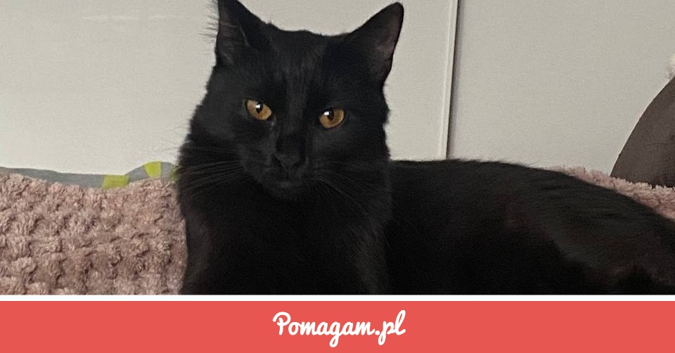 Zrzutka na Karolek, ulubiony kotek - Denis Savin | Pomagam.pl