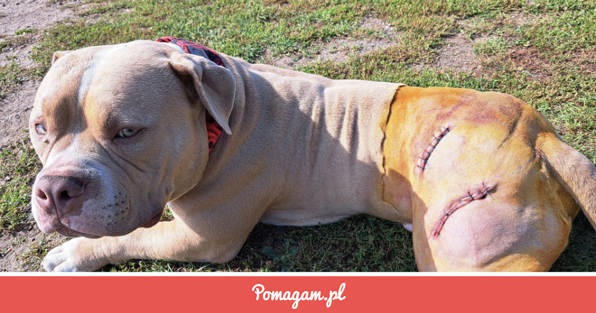 Zrzutka na An - Olo - STOWARZYSZENIE "AMSTAFFY NICZYJE" | Pomagam.pl