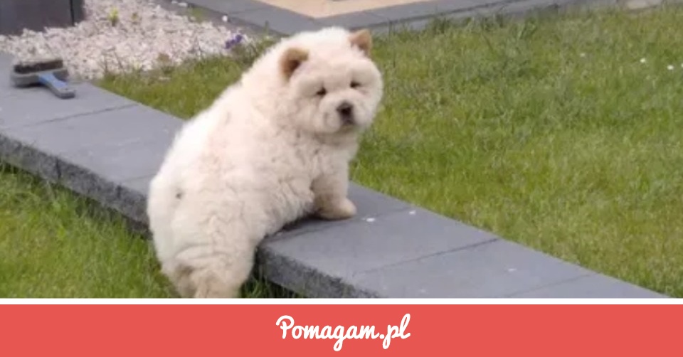 Zrzutka na Zbieram na pieska dziękuję - Oliwier Dołęgowski | Pomagam.pl