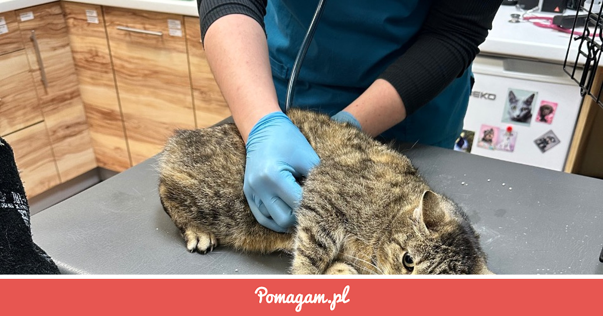 Zrzutka na Kiwaczka z RODos - Paulina Leszczewska | Pomagam.pl