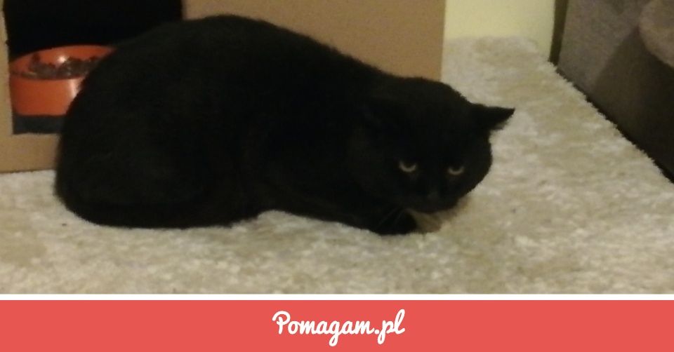 Zrzutka na Szczepienie Chronosa - Jacek Barczak | Pomagam.pl