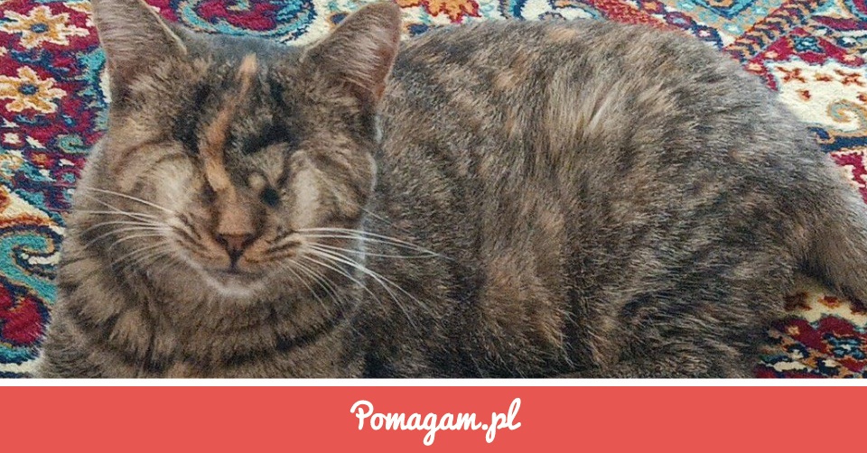 Zrzutka na Ratujmy Koty z Martą - Aleksandra Busińska | Pomagam.pl