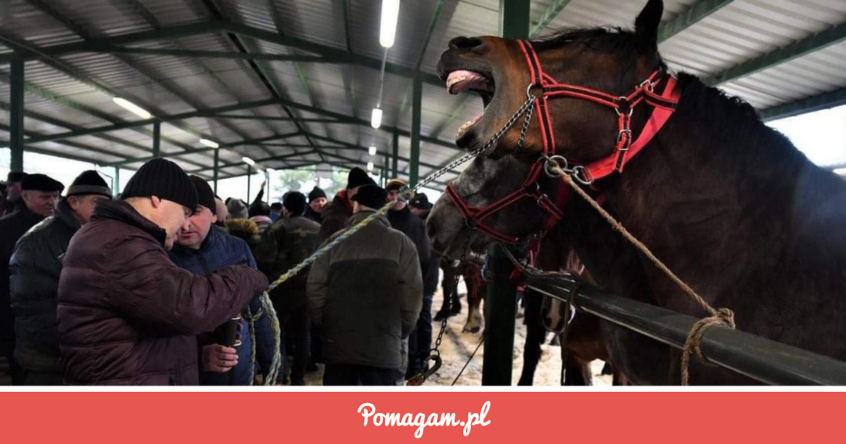 Zrzutka na Uratujmy Wspólnie Konia - Leontyna Roszkowska | Pomagam.pl