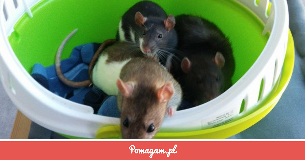 Zrzutka na Matylda, Kasia i Bajka - Viva Gryzonie | Pomagam.pl