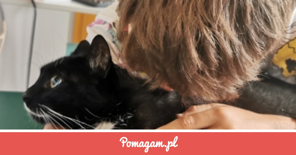 Operacja miednicy u kota Pixla - Norbert Kacper | Pomagam.pl