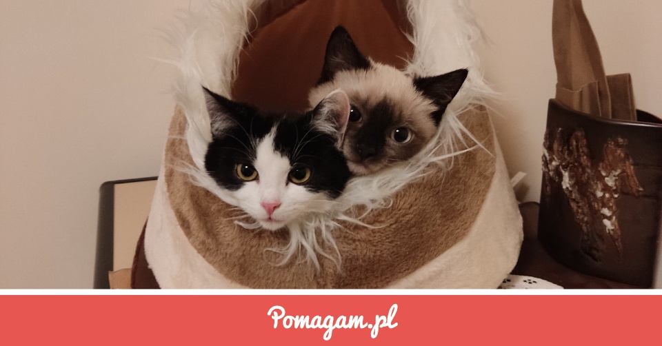 Zrzutka na Pomoc dla Drzazgi i Brysi - Bartłomiej Jurczyk | Pomagam.pl