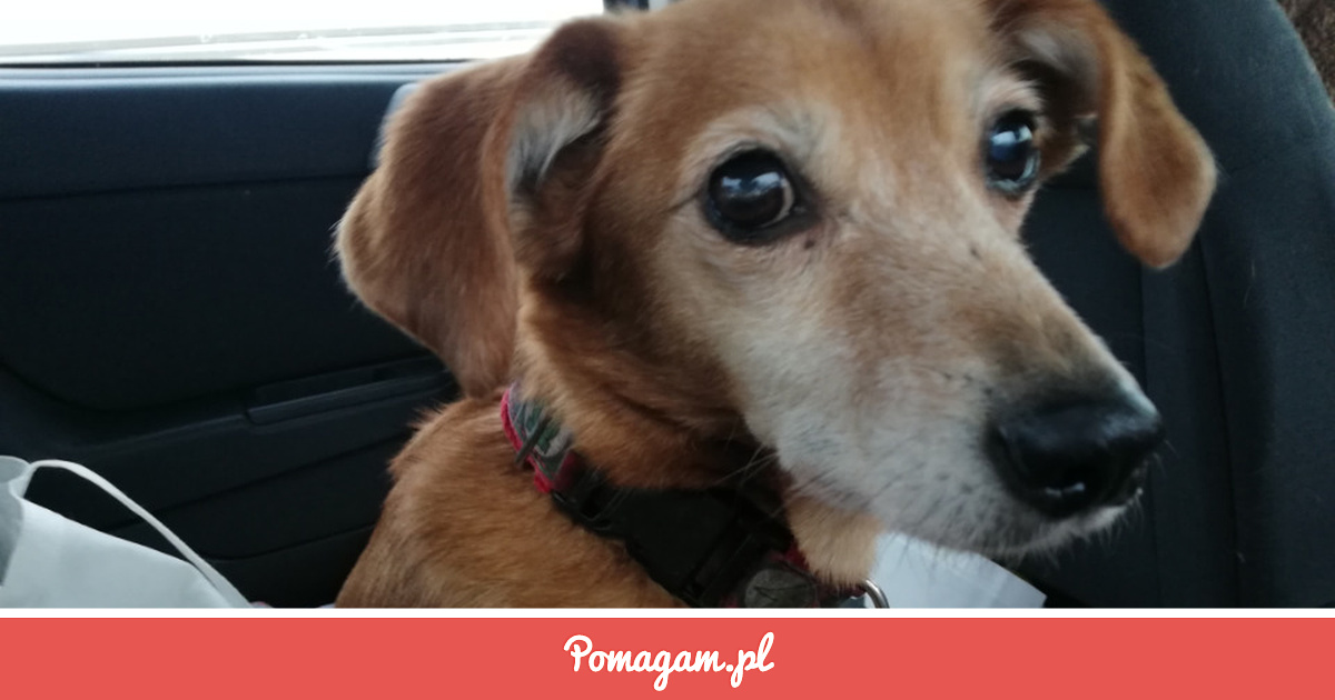 Zrzutka na Kolejne Leki dla Podopiecznych - Jacek Barczak | Pomagam.pl