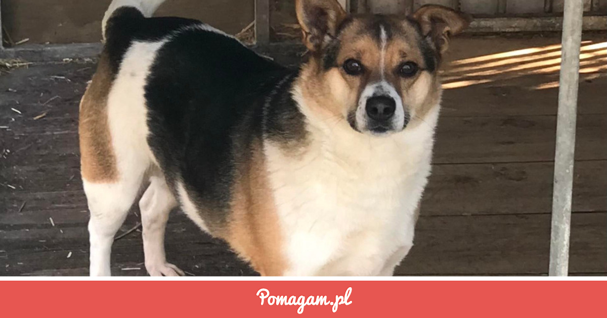 Zrzutka na Pamiętasz Reksia z Radys - Jacek Barczak | Pomagam.pl