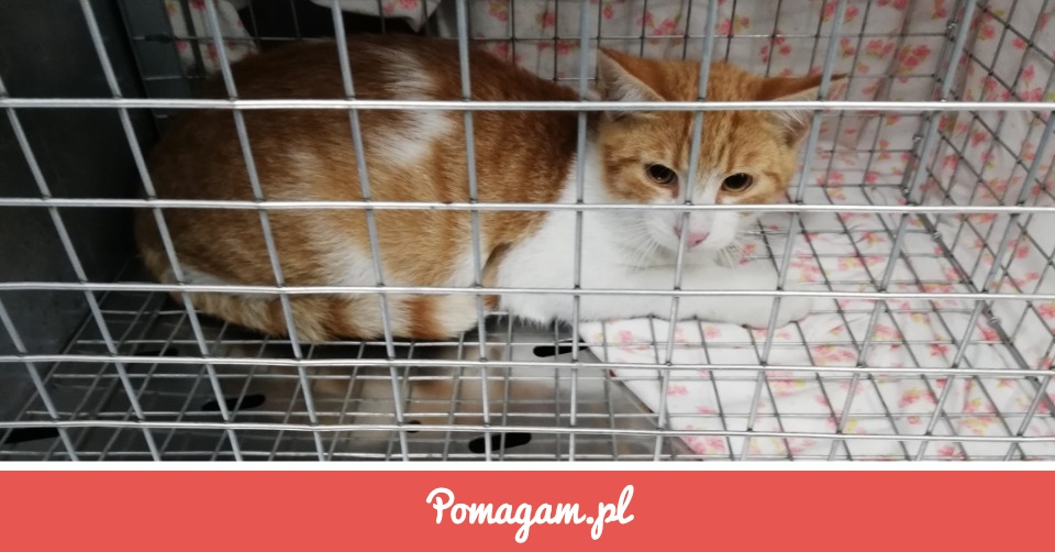 Zrzutka na Sky Uniknął Śmierci na Drodze - Jacek Barczak | Pomagam.pl