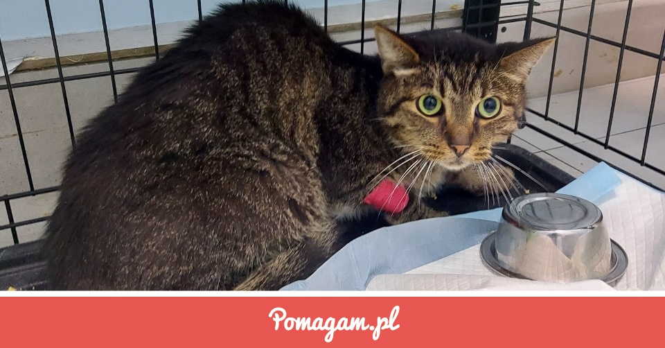 Zrzutka na Nerkowy Boluś - Bolesławieckie Koty | Pomagam.pl
