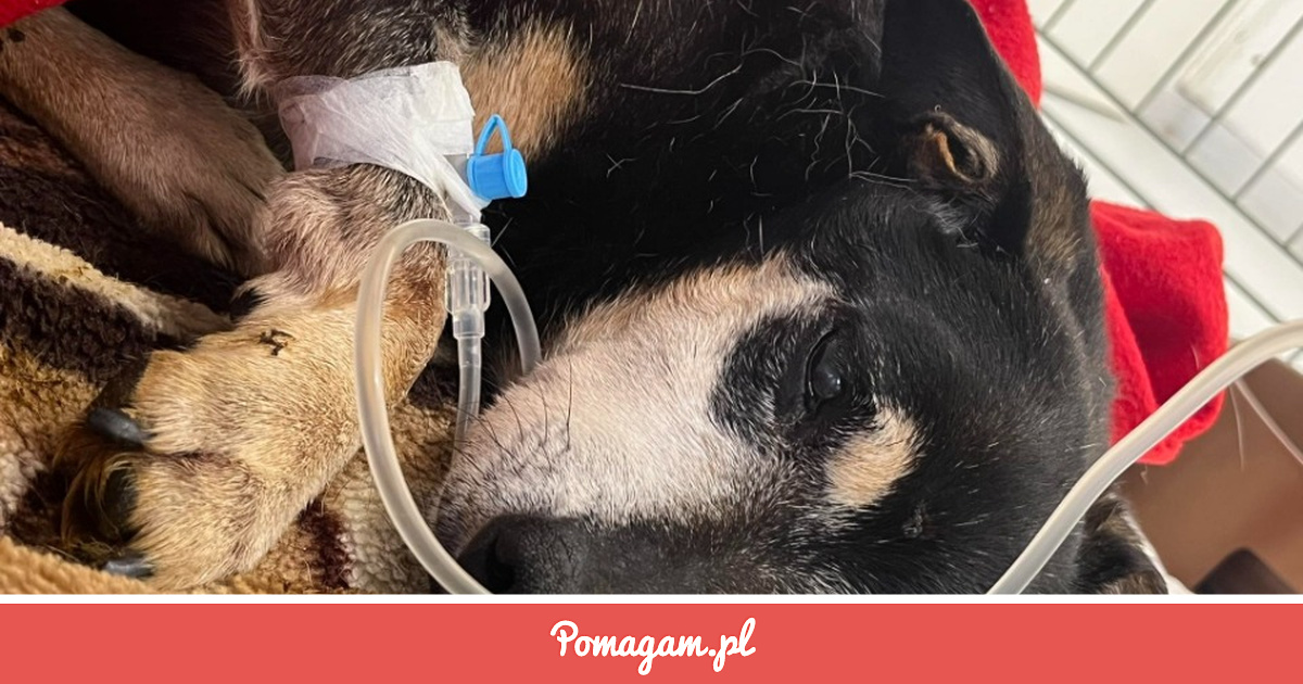 Zrzutka na Pompa Infuzyjna dla Schroniska - STOWARZYSZENIE PSIE ...