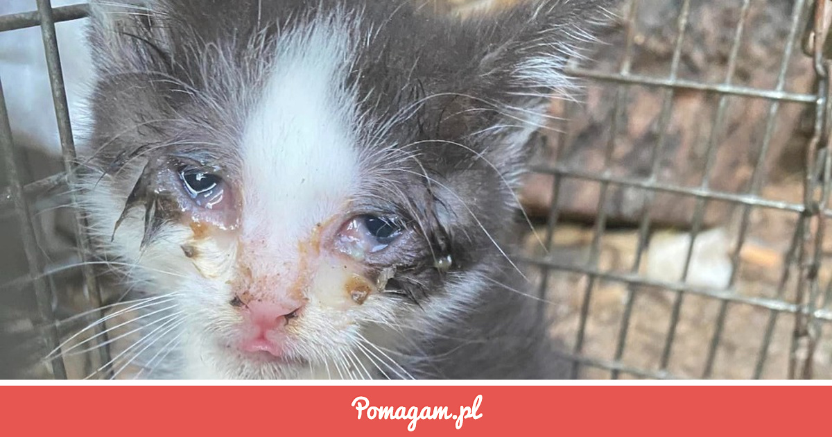 Zrzutka na Uratujmy Maluchy - Magda Gierak | Pomagam.pl