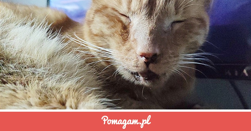 Zrzutka na By Rudy Rydz mógł godnie żyć.. - Elżbieta Gajda | Pomagam.pl