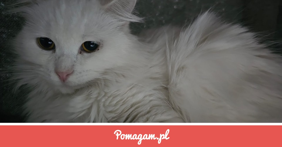 Zrzutka na Czy To Znowu FIP.... - Sara Sowa | Pomagam.pl