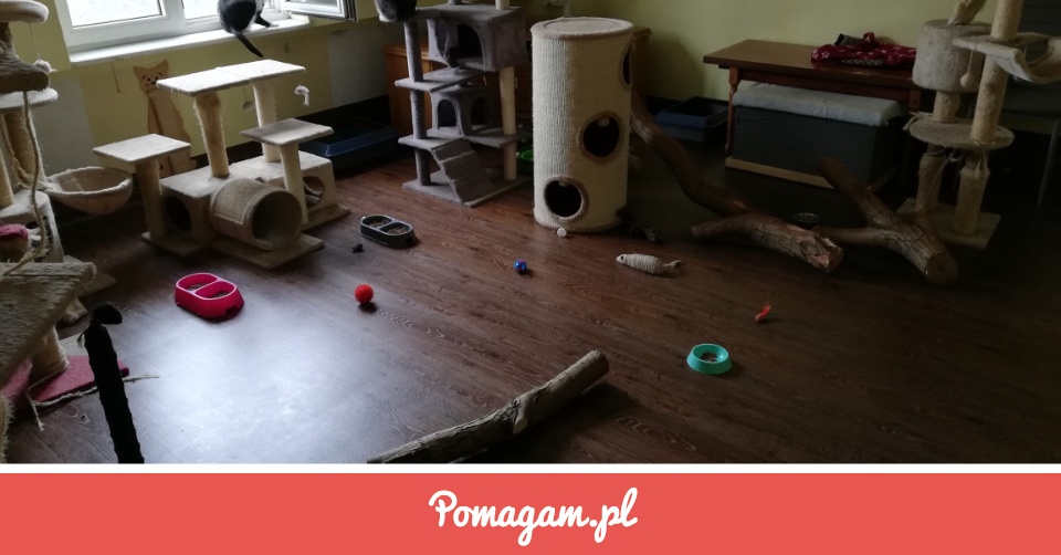 Zrzutka na 2 Dni Ogrzewania Kociarni E06 - Jacek Barczak | Pomagam.pl