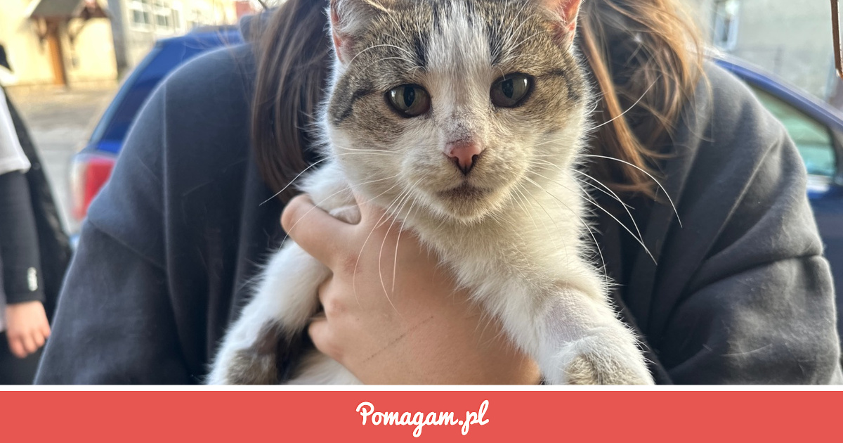 Zrzutka na Na Przetrwanie Kwietnia 2025 - FUNDACJA KOTY u BEATY | Pomagam.pl