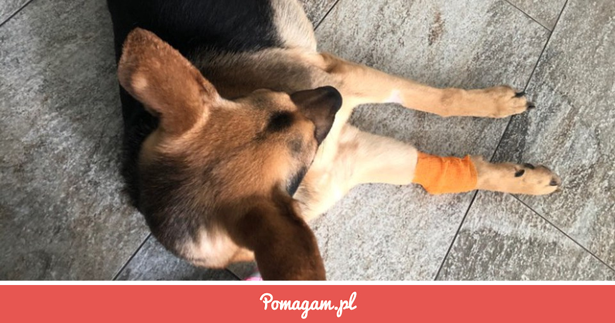 Zrzutka na Uratujmy Neli - Jan Kowalski | Pomagam.pl