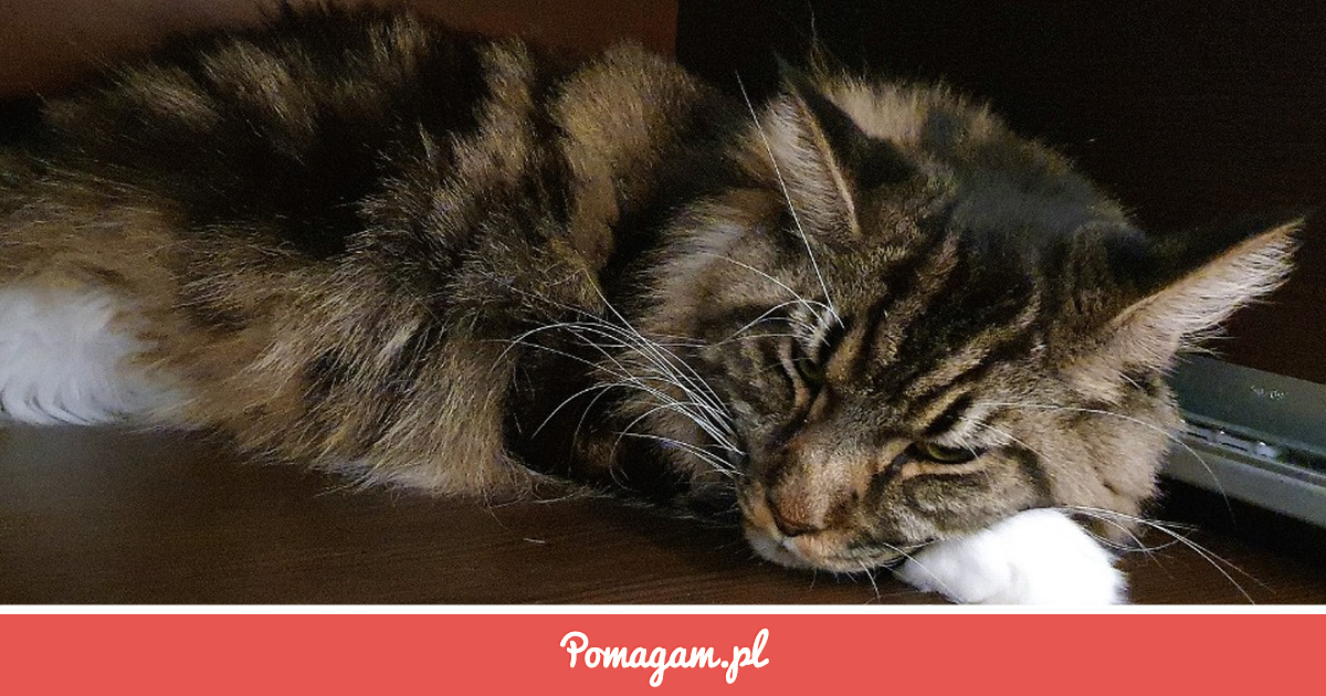 Zrzutka na Denis Prosi o Pomoc - Adam Lipka | Pomagam.pl