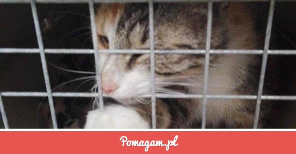 Zrzutka na Zbieramy na chore koty,pomożesz - FUNDACJA "KOTELLA" | Pomagam.pl