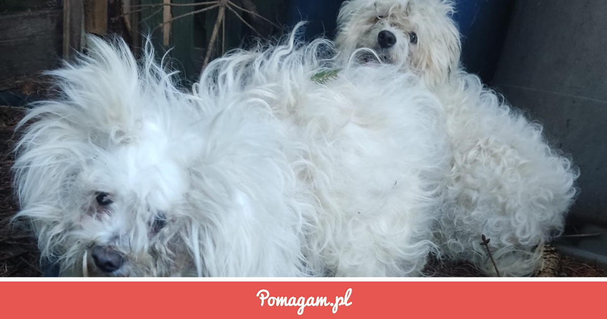 Zrzutka na Maltanki Wyrzucone Jak Śmieci - FUNDACJA na RZECZ ZWIERZĄT ...