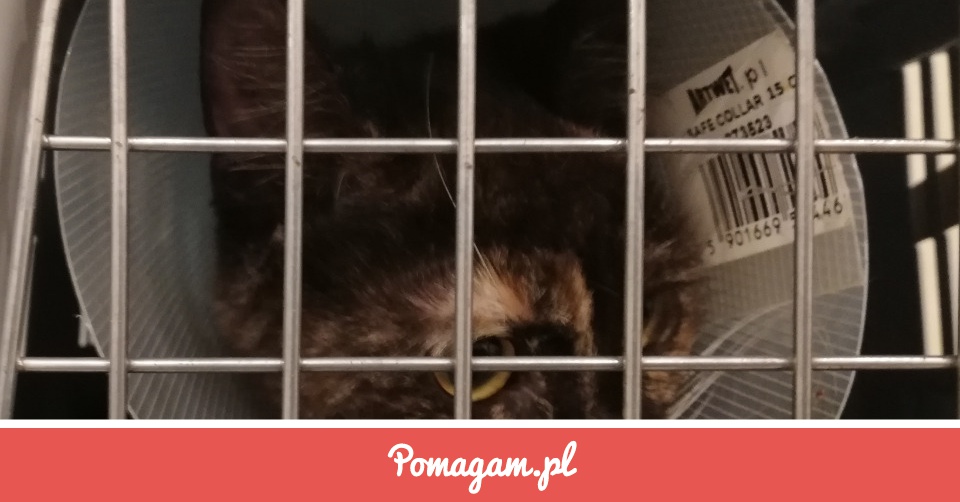 Zrzutka na Kastracja Margolci - Jacek Barczak | Pomagam.pl