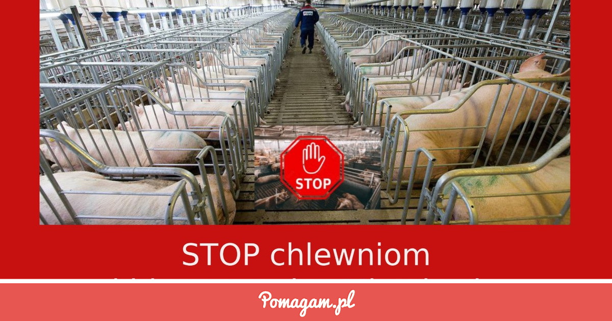 Zrzutka na STOP Chlewniom w Mirosławiu! - STOWARZYSZENIE INICJATYW ...