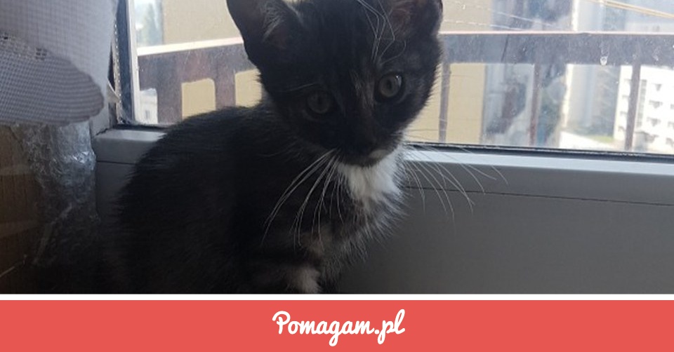 Zrzutka na Na chore koty - Ewa Rzeszutek | Pomagam.pl