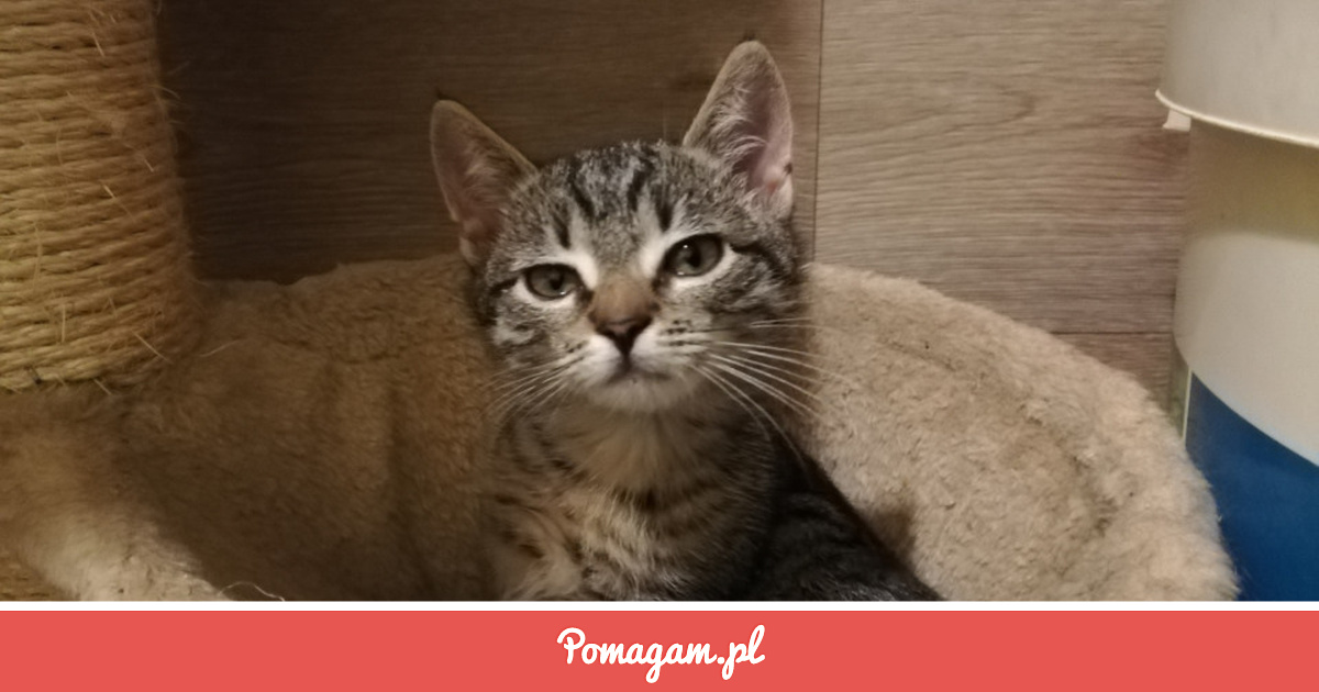 Zrzutka na 2 Dni Ogrzewania Kociarni E15 - Jacek Barczak | Pomagam.pl