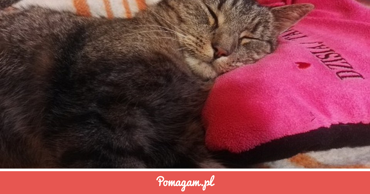 Zrzutka na Operacja Miednicy u Kota Janusza - Basia Tekieli | Pomagam.pl