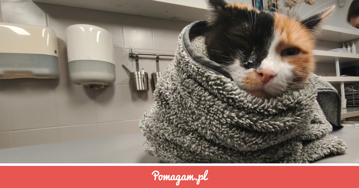 Zrzutka na Angel Chce Żyć, Pomóż Nam Wygrać - Witold Tybura | Pomagam.pl