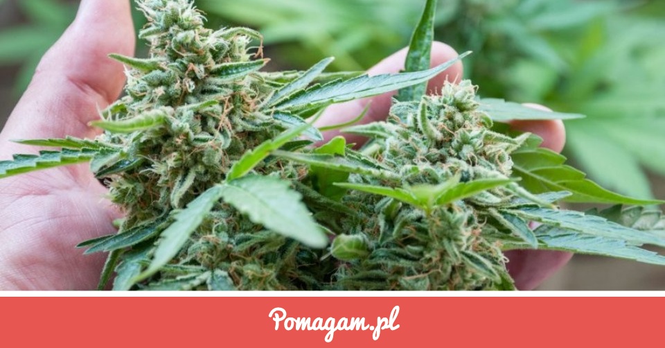 Zrzutka na ZUS Bezduszna Machina - Sebastian Wyszogrodzki | Pomagam.pl