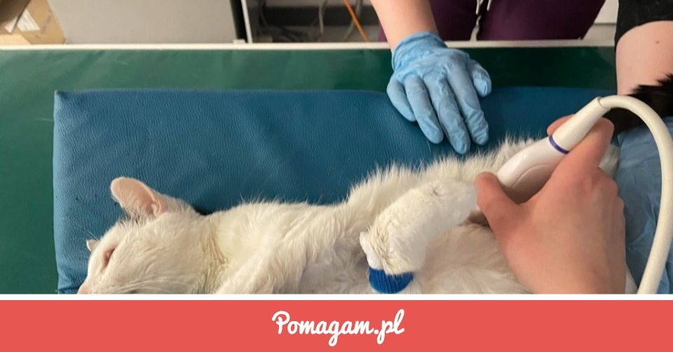 Zrzutka na Zakup Leku dla Chorego Farta - Luiza Pawlak | Pomagam.pl